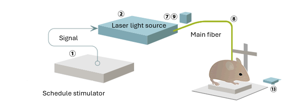 System for Optogenetics - 光計測・分光分析システムアッセンブリ 株式会社ルシール, LUCIR Inc.